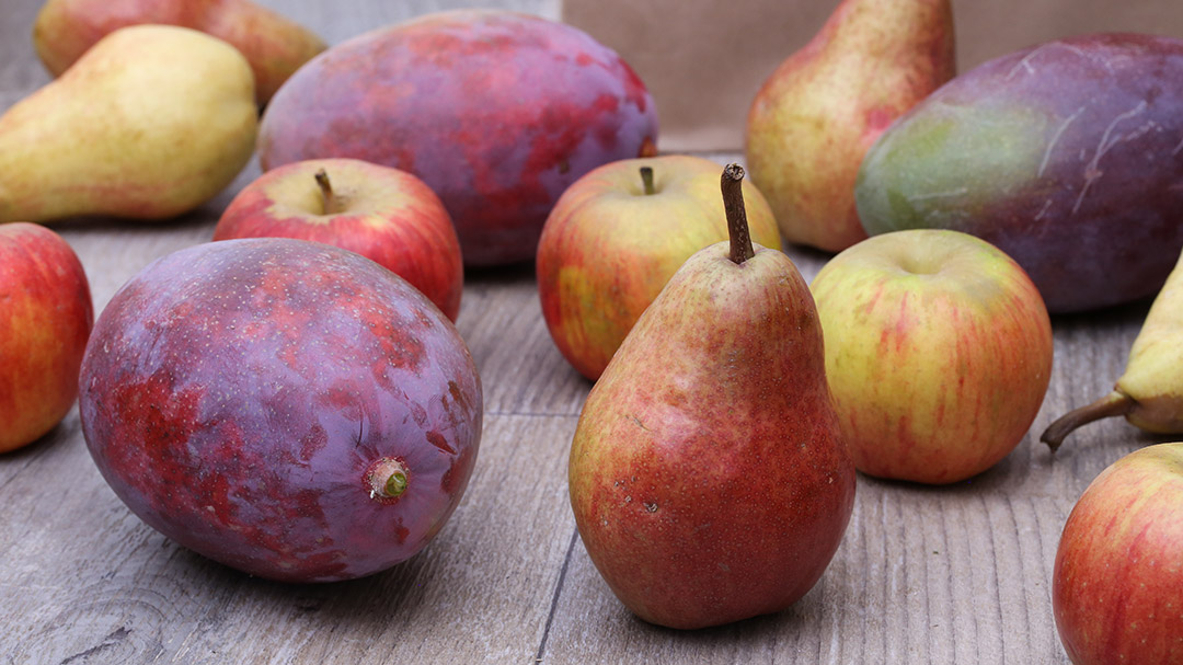 Potager City - Les box de fruits et légumes extra-frais et qui ont du goût